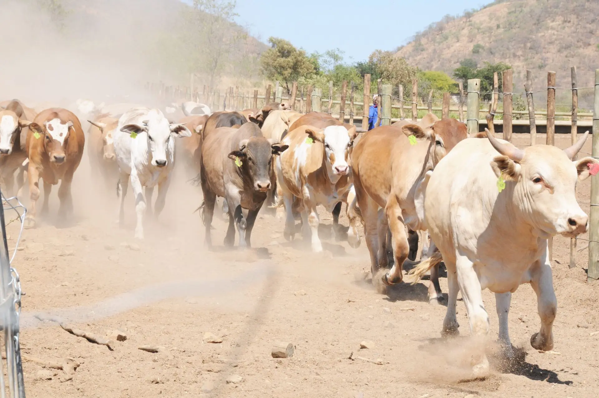 Cattle Receiving at BMC Lobatse | BMC Website